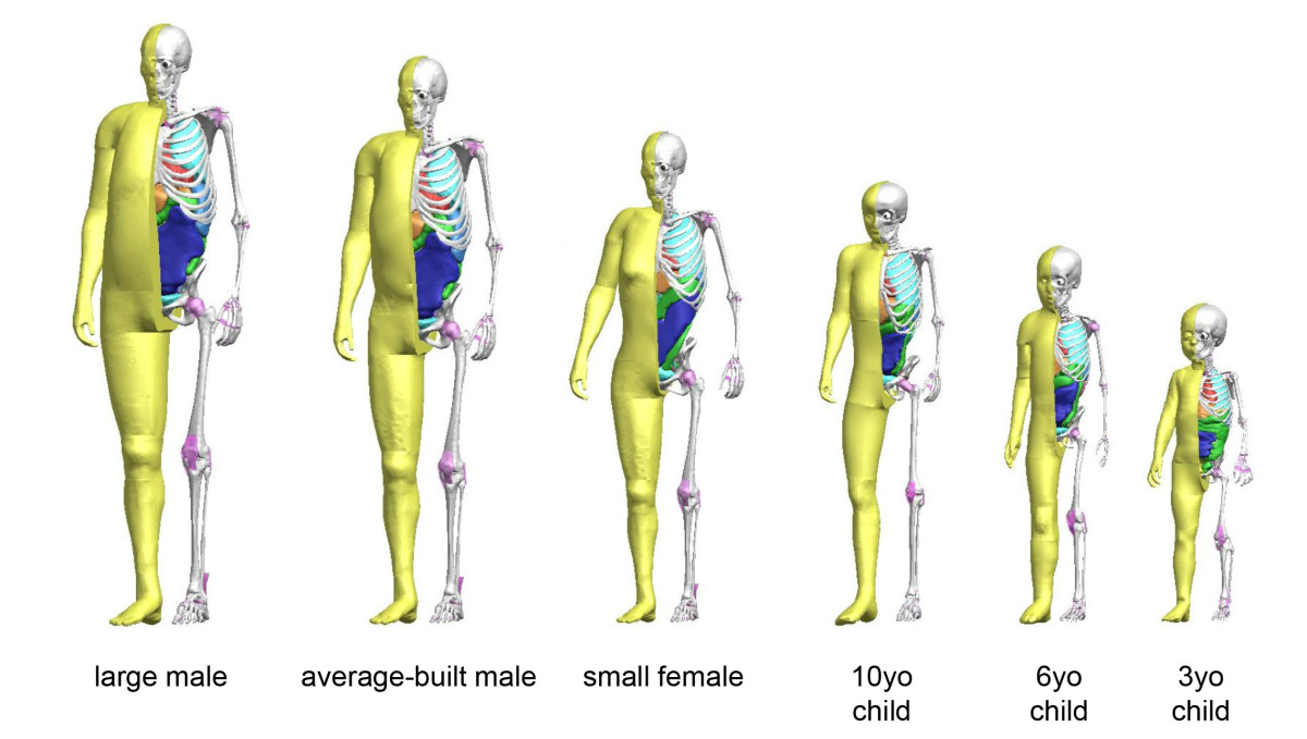 Toyota adds child models to virtual crash dummy lineup | Torque