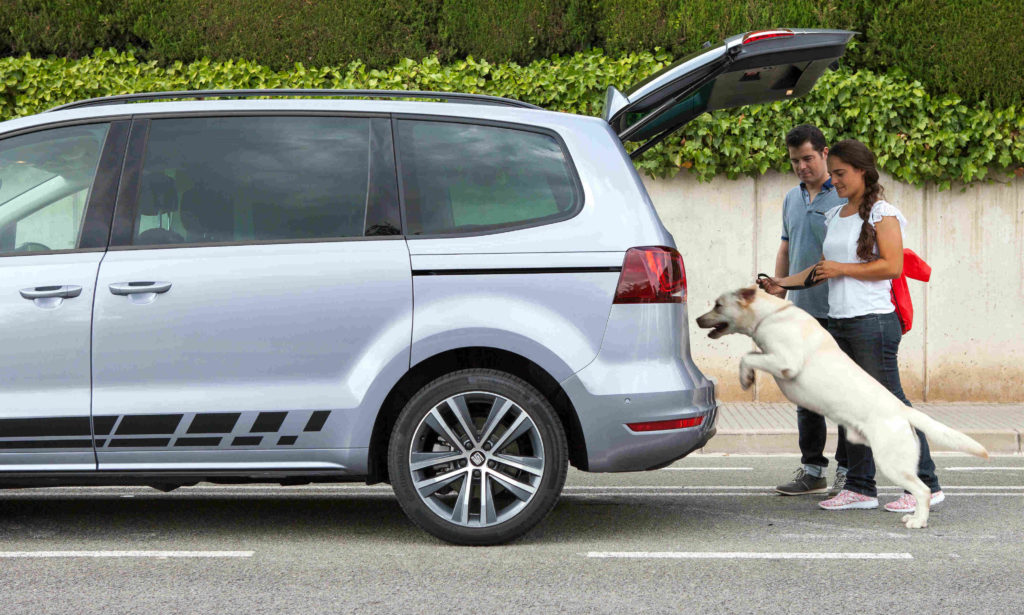 8 tips for travelling with a pet in the car | Torque