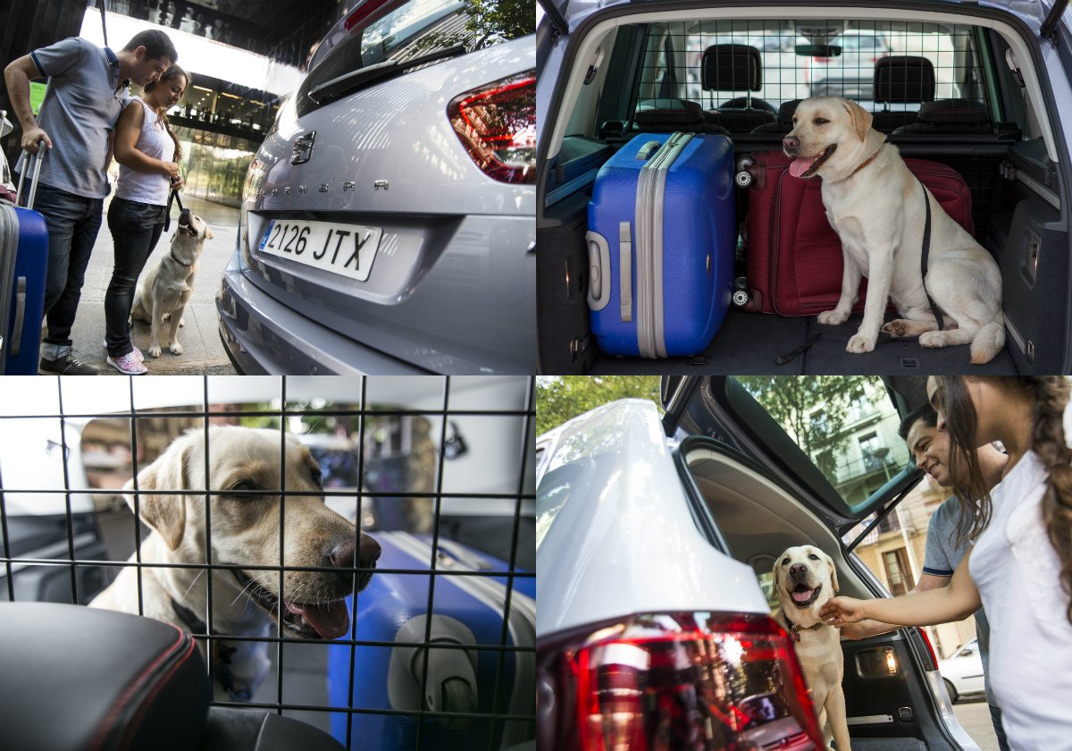 8 tips for travelling with a pet in the car | Torque